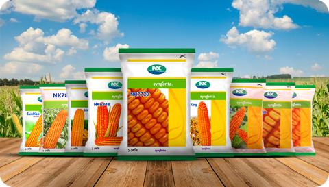 Seeds | Syngenta
